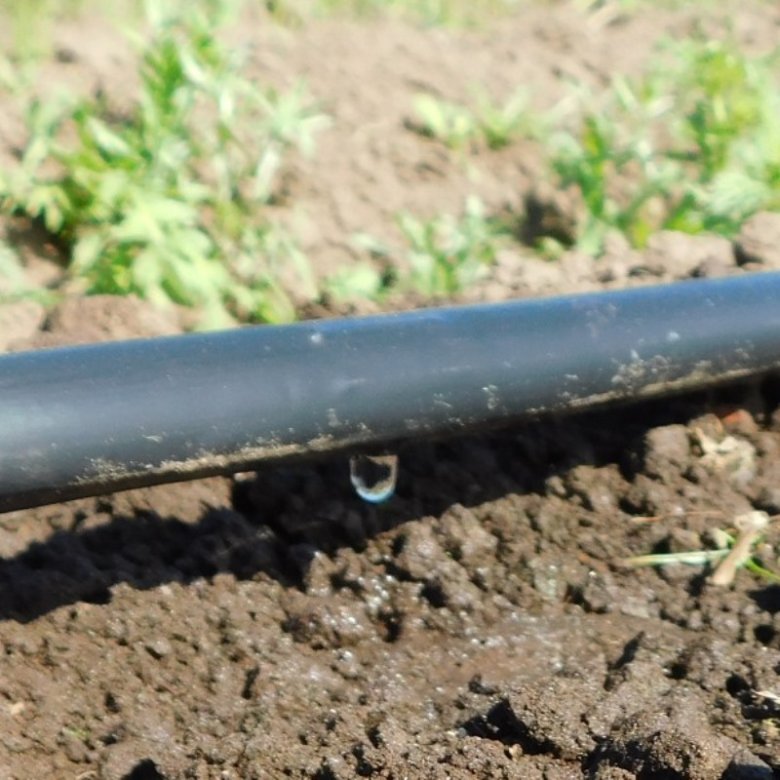 Växtodling - Ryberg5.se